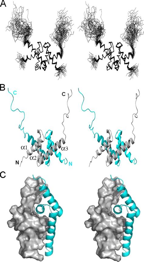 Solution Structure Of Ctd F P A Superposition Of 40 Nmr Derived Download Scientific Diagram