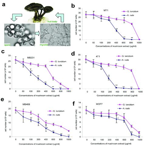 Effects Of Polysaccharide Extracts From Ganoderma Lucidum And