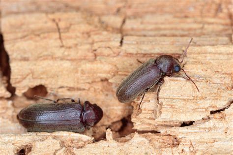 What Do Wood Eating Insects Look Like