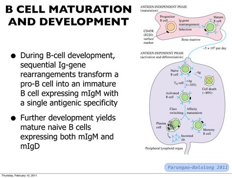 T Cells And B Cells PDF Endocrine And Metabolic Diseases Diseases And Conditions