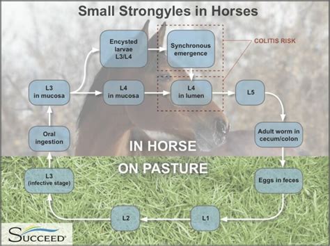Parasitic Colitis In Horses Small Strongyles Equine Gi Disease Library