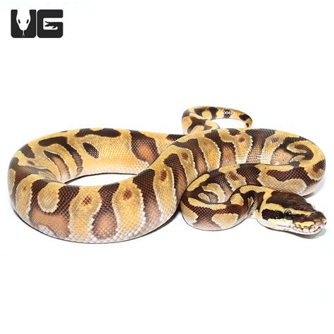 Super Enchi Ball Python