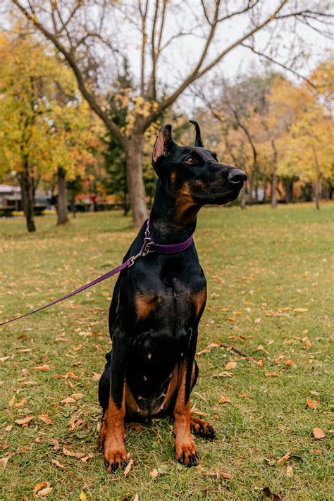 Tanlineshairybush Photos Download The Best Free Tanlineshairy