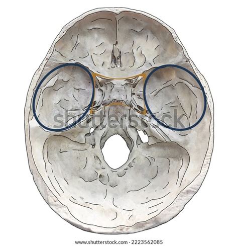 Skull Base Anatomy Cavernous Sinus Middle Stock Illustration 2223562085