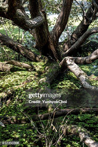 An Old Tree At The Boder Of The Swamp Photo Getty Images
