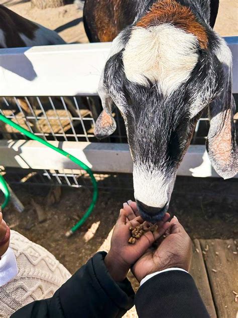 Photo Gallery Honeygrove Learning Academy