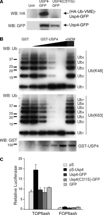 The Ubiquitin Specific Protease 4 Usp4 Is A New Player In The Wnt