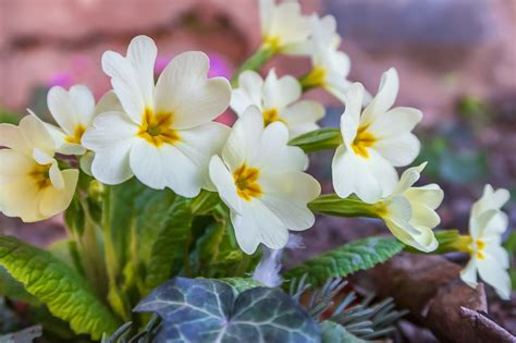 February Flower Images