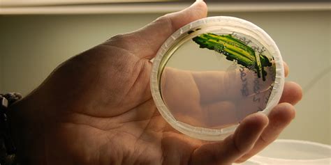 Cyanobacteria Spotlight 2018 Archive News News And Events