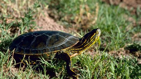 How To Determine A Turtle S Sex Pet Turtles YouTube