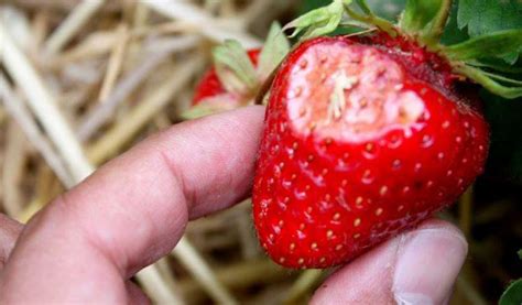 Cara Budidaya Strawberry Mudah Dan Menghasilkan Panen Berlimpah Pupuk