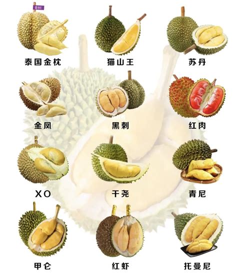 Inventory Of 10 Varieties Of Durian Each With Different Appearance And