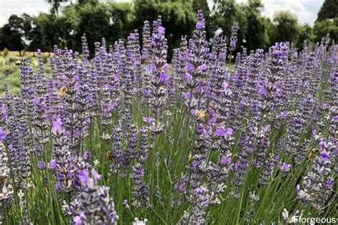 Choosing The Best Soil For Lavender Plants Florgeous