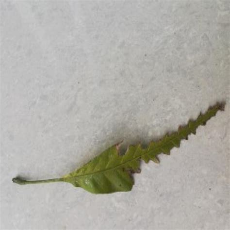 Mango Leaf Classification Dataset V1 2024 03 05 1 26pm By Trn Tin Thnh