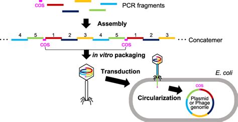 Scheme Of Ipac In Vitro Packaging Assisted Dna Assembly Pcr