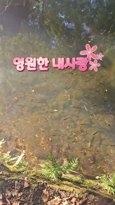 불타는트롯맨 영원한내사랑 황영웅 Youtube