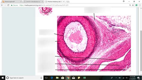 Exam 2 Chapter 23 Histology Diagram Quizlet