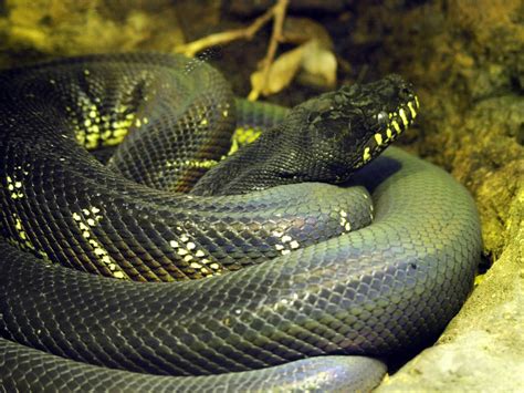 Boelens Python Zoochat Boelens Python Zoochat