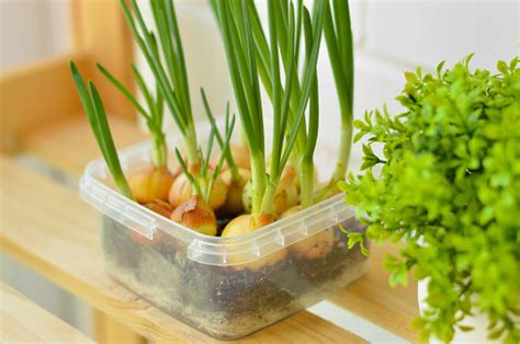 플라스틱 용기에서 자라는 어린 파 창턱에 있는 작은 정원 봄이 왔고 자연을 깨우는 개념입니다 Roots And Shoots에