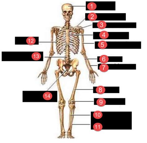 Hoofdstuk 6 Skelet 3aso Flashcards Quizlet