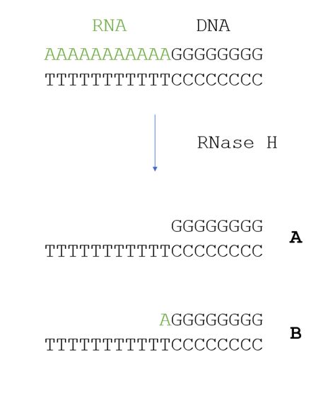 Rnase H Question Rbiochemistry
