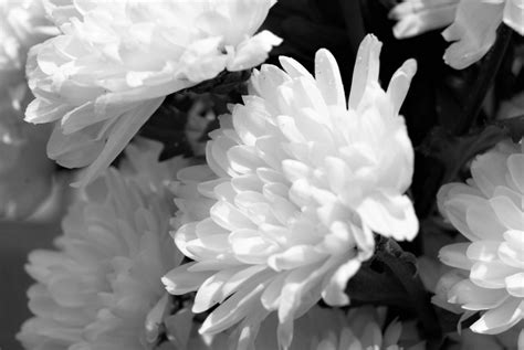 무료 이미지 검정색과 흰색 화이트 사진술 꽃잎 단색화 플로라 닫다 매크로 사진 꽃 피는 식물 데이지 가족 흑백 사진 육상 식물 국화
