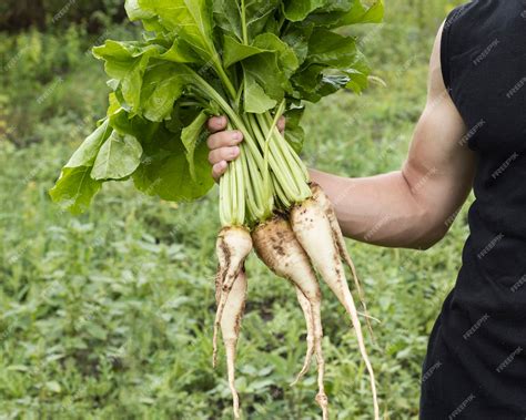 Free Photo Man Holding Parsnip Harvest