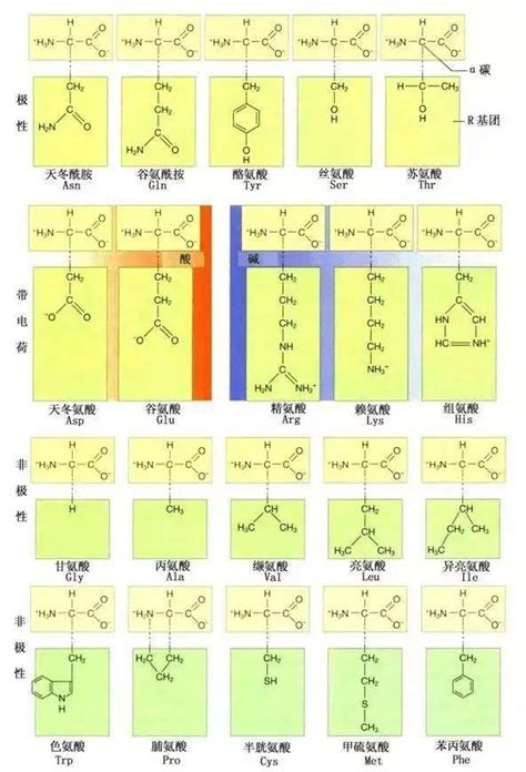 21种氨基酸 20种氨基酸 伤感说说吧