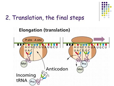 Ppt Cot 6930 Hpc And Bioinformatics Introduction To Molecular Biology Powerpoint Presentation