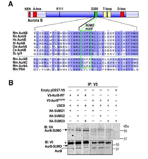A Sumoylation Motif In Aurora B A Multiple Sequence Alignment Of