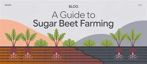 Sugar Beet Farming For Profit And Health Blogagri