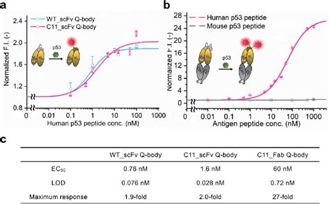 Performance Of Q Bodies In Pbst Buffer A Dose Response Fitting