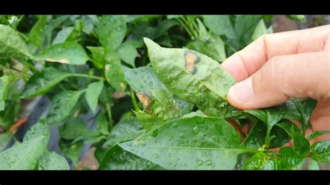 고추 구멍비료 비료과다 착과불량 엽면시비 설탕 웃비료요소당도 색내기 저장양분 Youtube