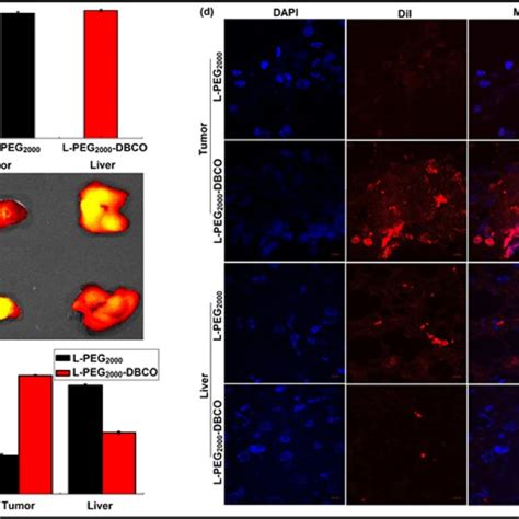 Ex vivo optical imaging and confocal microscopy with L-PEG2000-DBCO and ...