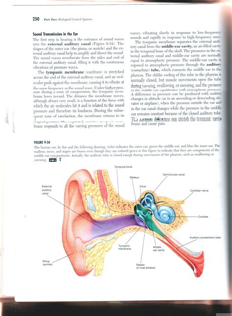 Auditory System Test Pptx Practical Muhadharaty
