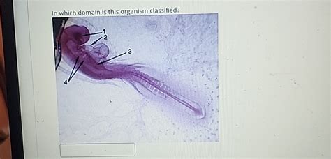 Solved In Which Domain Is This Organism Classified