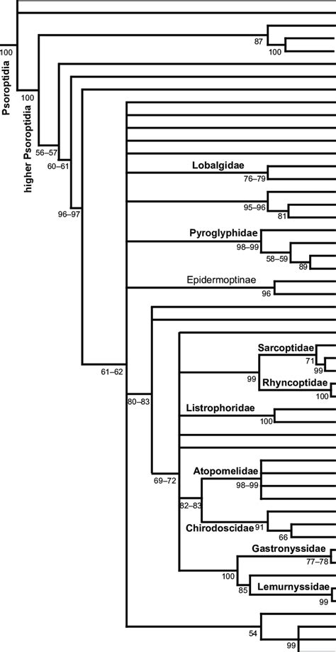 Consensus Tree Found With Bayesian Analysis Mrbayes Version 31