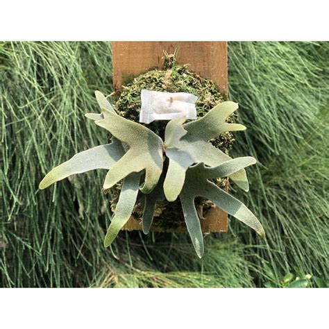 玉女侏儒爪哇孢子苗pwillinckiijadegirlsporeling 蝦皮購物