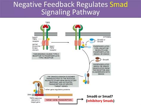 Negative And Positive Feedback In Cell Signaling Pptx