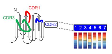 Creating Highly Specific Chemically Induced Protein Dimerization
