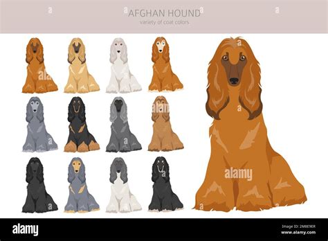 Afghan Hound All Colours Clipart Different Coat Colors Set Vector