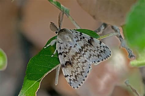 Lymantria Dispar The Gypsy Moth Bugsalive
