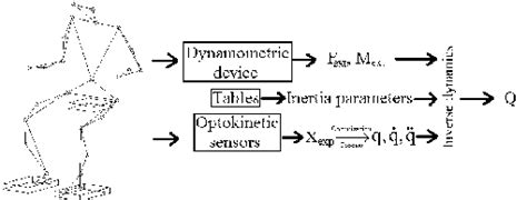Principle Of The Inverse Dynamical Model From The Experiment To The