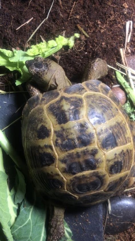 Species And Sex Of Tortoise Rtortoise Species And Sex Of Tortoise Rtortoise