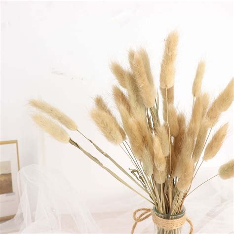 Natural Bunny Tail Grass 50 Pack Efavormart