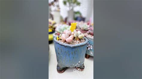 키핑장 다육이 판매합니다 다육농원 다육이화분 다육이키핑장 키핑장 식집사 다육이 식집사일상 다육이를 부탁해