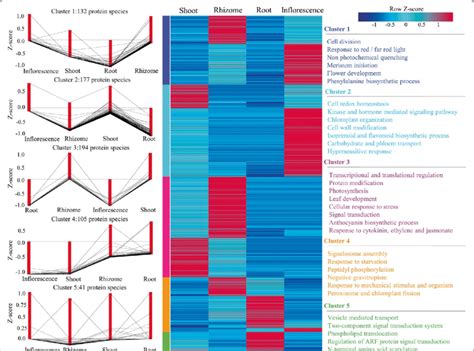 five protein clusters revealed by hierarchical clustering analysis