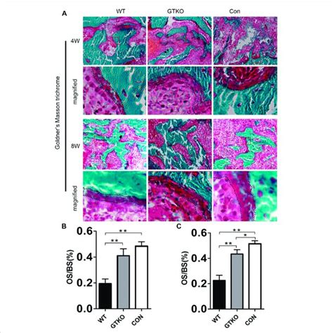 Histomorphometric Assessment Of New Bone Regeneration A Goldners Download Scientific