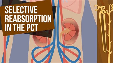 Reabsorption In The Proximal Convoluted Tubule Selective Reabsorption Part 3 Youtube