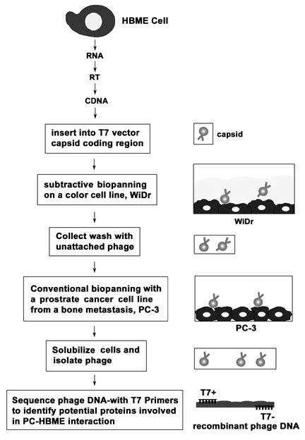 Schematic Of The Protocol Generating The T7 Phage Library From Human